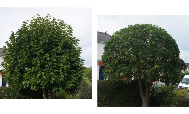 Tree Crown Reduction | Tree Crown Lifting Services