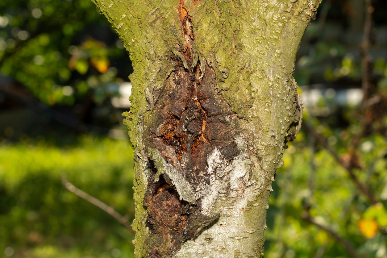 What Is A Tree Survey & When Is One Necessary?